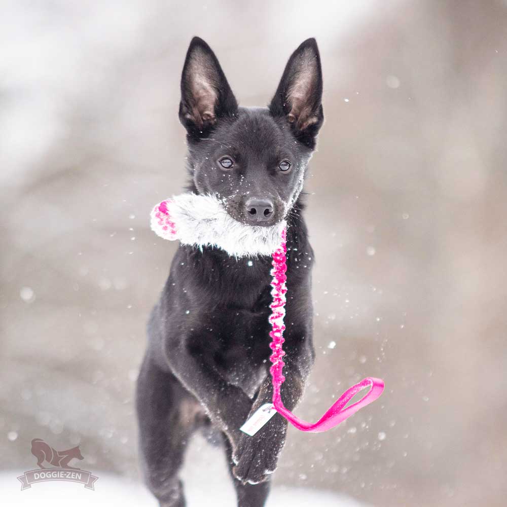 Rabbit with Orbee Tuff Raspberry Bungee tug – Game on Dogs