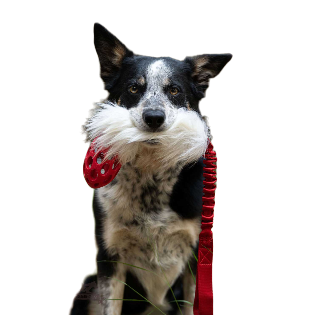Holee Football with Sheepskin bungee tug – Game on Dogs